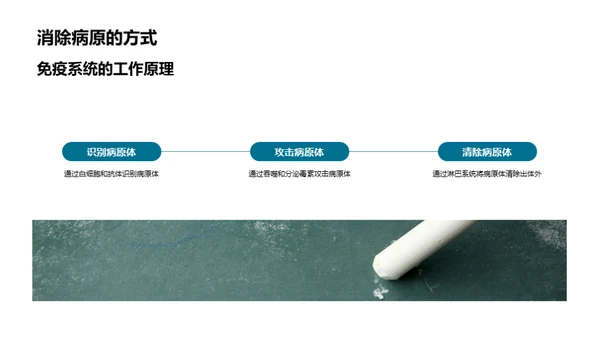 探秘人体免疫系统 Ppt模板下载